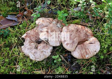 Sarcodon scabrosus, also called Hydnellum scabrosum, bitter tooth or ...