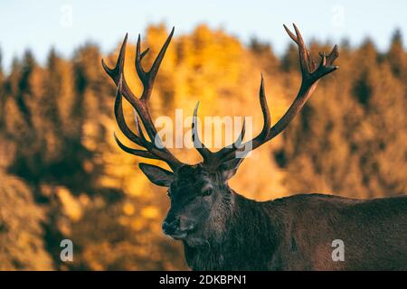 Red deer, animal, Germany, Europe, antlers, Cerviden, Cervus elaphus ...
