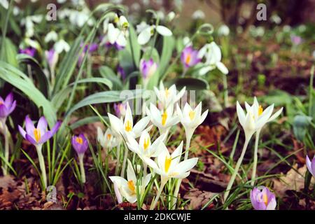 Early flowering Crocus tommasinianus Albus in bloom Stock Photo - Alamy