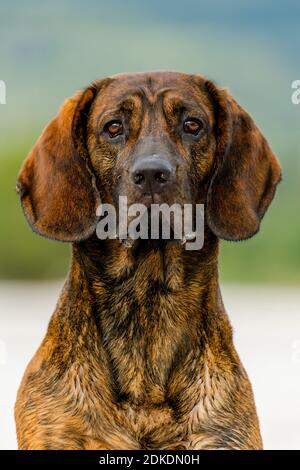 A portrait of a Hanoverian bloodhound with the name "Rüpel", a ...