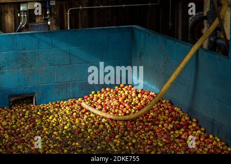 Traditional cider making takes place at Wilkins Cider farm in Mudgley ...