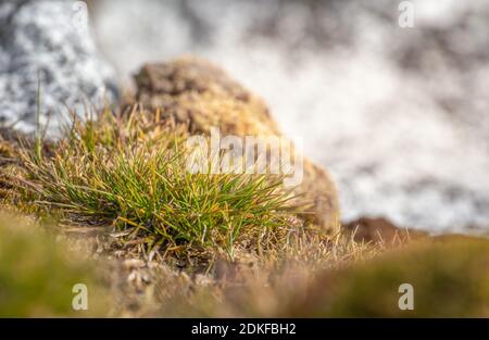 Macrophoto of Deschampsia antarctica, the Antarctic hair grass, one of ...