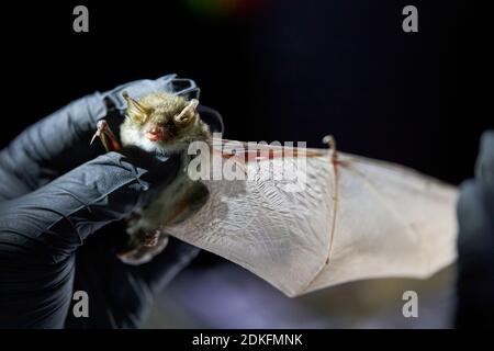 Bat, fringed bat, myotis natteri, wings, surveying, research Stock ...