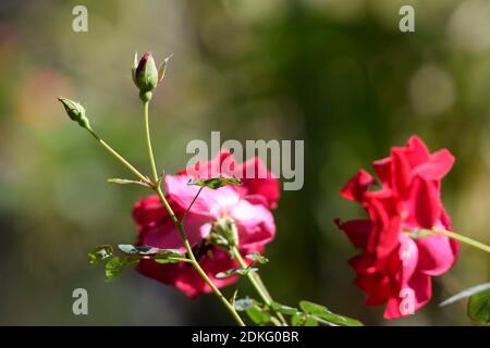 Kashmiri rose Desi rose plant with bunches stem. Buds and bloomed big ...