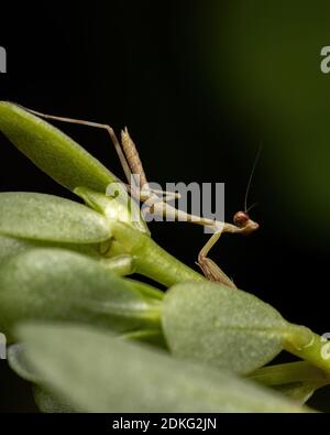 Male Mantid nymph of the Genus Oxyopsis Stock Photo - Alamy