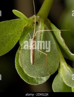 Small plant bug of the Tribe Stenodemini on a purslane leaf Stock Photo ...