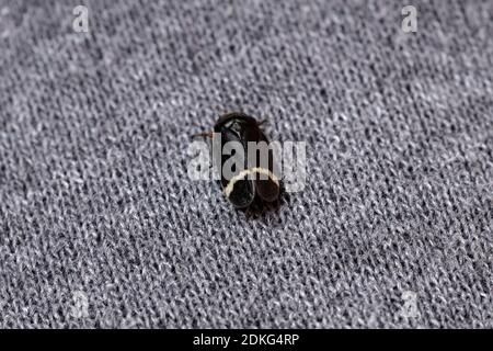 Adult Froghopper of the species Notozulia entreriana Stock Photo - Alamy