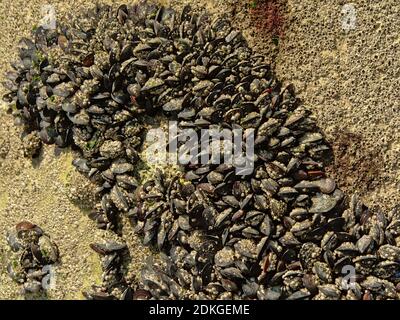 mussels growing closely together on a rock along the river - mollusca ...