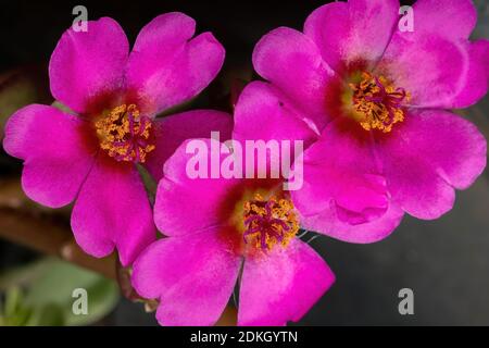 Paraguayan Purslane Flower of the species Portulaca amilis Stock Photo ...