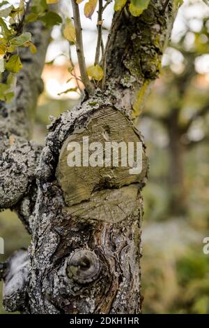 Interface of a tree treated with wound closure, pruning of an apple ...
