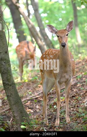 Three surprised deer, family in the woods Stock Photo - Alamy