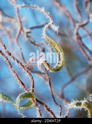 Contorted Willow branches Stock Photo - Alamy
