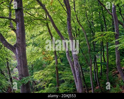 Beech, beech forest, primeval beech forest, primeval forest, steep ...