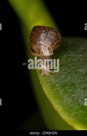 Helicinan Snail of the Genus Bulimulus Stock Photo - Alamy