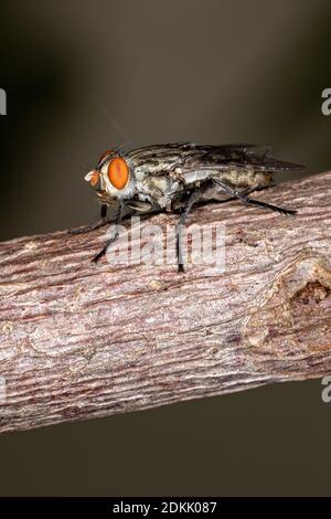 Sarcophagidae - Flesh flies Sarcophagus fly Stock Photo - Alamy