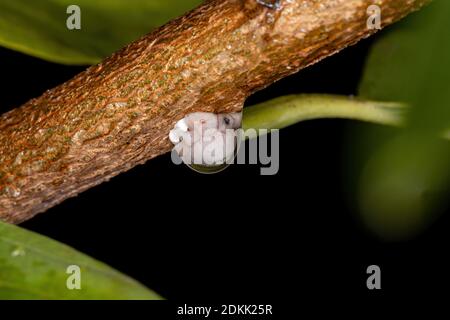 White wax scale insects Ceroplastes spp on new wood of laurel plant ...