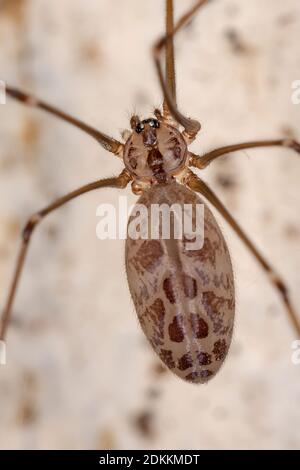 Small Cellar Spider of the Family Pholcidae Stock Photo - Alamy