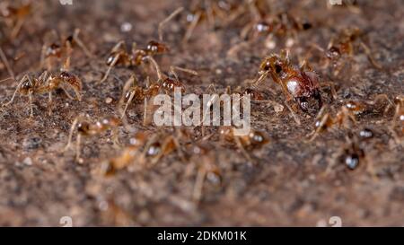 Big-Headed Ants of the Genus Pheidole Stock Photo - Alamy