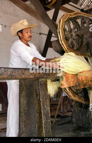 Workers process Henequen, an agave plant, into a fiber suitable for ...