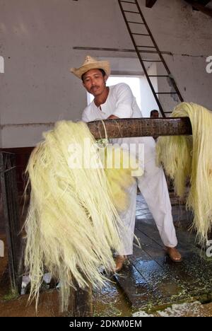 Workers process Henequen, an agave plant, into a fiber suitable for ...