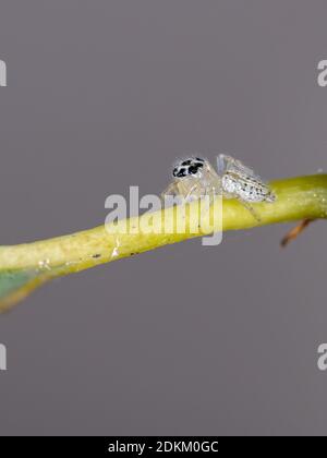 Jumping spider of the genus Colonus Stock Photo - Alamy