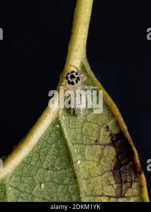 Jumping spider of the genus Colonus Stock Photo - Alamy