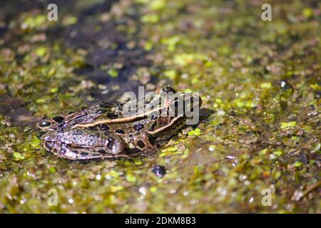 small green frog sitting in a rubber boot in the garden Stock Photo - Alamy