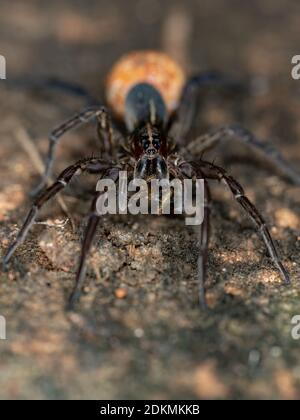 Wolf Spider of the species Allocosa paraguayensis Stock Photo - Alamy