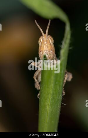 Spur-throated Grasshopper Insect of the Subfamily Melanoplinae Stock ...