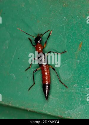 Whiplash Beetle of the Genus Paederus Stock Photo - Alamy