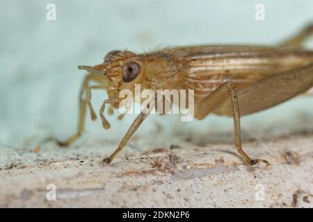 Ground Cricket of the Family Trigonidiidae Stock Photo - Alamy