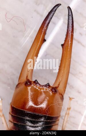 Closeup on the Shore earwig, Labidura riparia , one of the largest ...