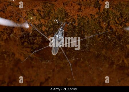 Water Strider, insect family Gerridae, feeding on aquatic nymph in ...