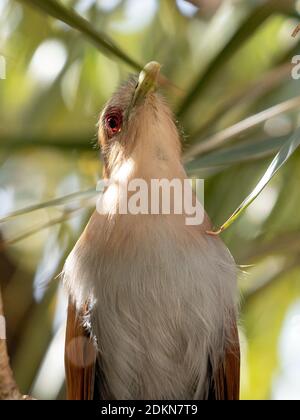 Squirrel Cuckoo (Piaya cayana), Aves, Jardin de las Mariposas Stock ...