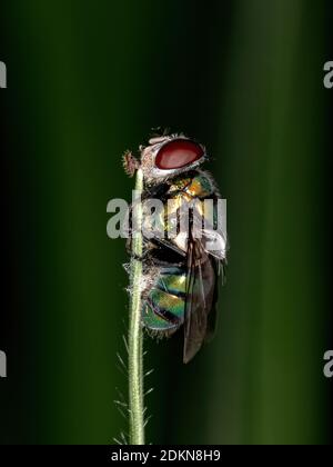 Dead Blow Fly of the Family Calliphoridae Stock Photo - Alamy