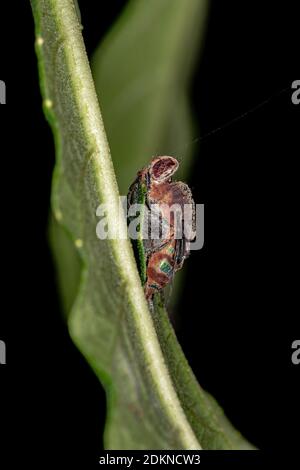 Dead Blow Fly of the Family Calliphoridae Stock Photo - Alamy