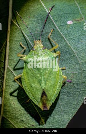 Green Stink bug of the Genus Chlorocoris Stock Photo - Alamy