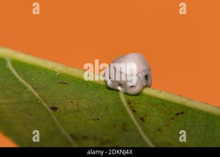 White wax scale insects Ceroplastes spp on new wood of laurel plant ...