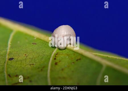 White wax scale insects Ceroplastes spp on new wood of laurel plant ...