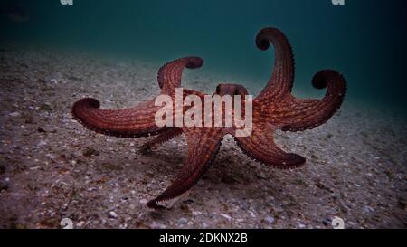 MY OCTOPUS TEACHER, Craig Foster, 2020. © Netflix / Courtesy Everett ...