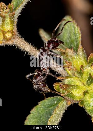 Small Brazilian Ant of the species Ectatomma brunneum Stock Photo - Alamy