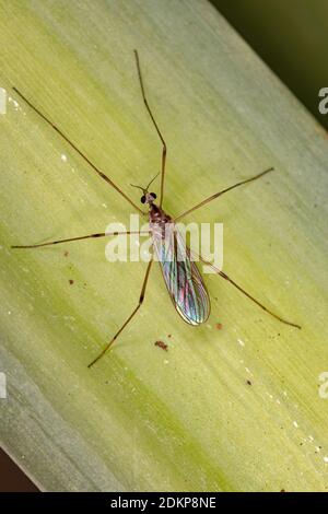 Limoniid Crane Fly of the Family Limoniidae Stock Photo - Alamy