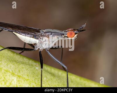 Cactus Fly of the Family Neriidae Stock Photo - Alamy