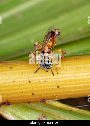 Jatai bee of the species Tetragonisca angustula Stock Photo - Alamy