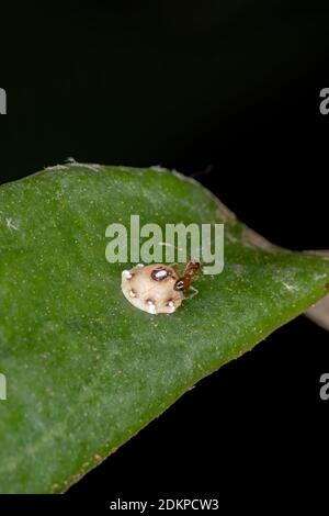 White wax scale insects Ceroplastes spp on new wood of laurel plant ...