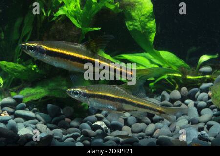 Graceful rasbora, Trigonopoma gracile Stock Photo - Alamy