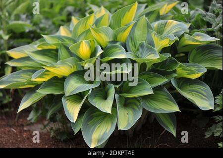 Green Hosta in summer garden. Ornamental plants Khosta (Funkiya) Green ...