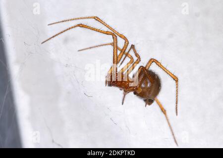 Red House Spider of the species Nesticodes rufipes Stock Photo - Alamy