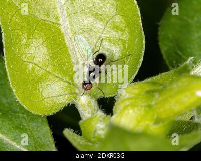 Black scavenger fly (Family Sepsidae) on leaf, Cairo, Egypt Stock Photo ...