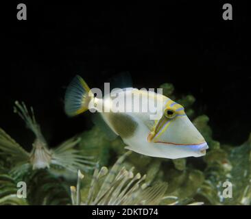 Blackbelly Triggerfish, rhinecanthus verrucosus Stock Photo - Alamy